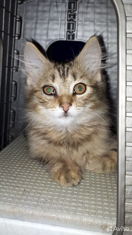 Котенок девочка-красавица