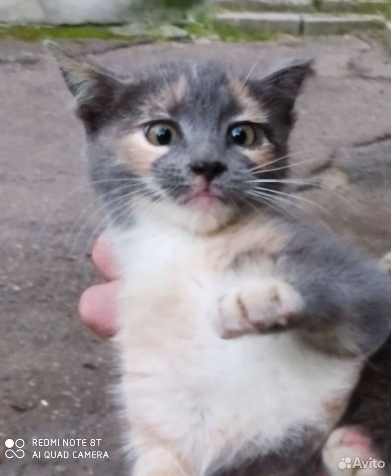 Подарим необычайно красивую девочку