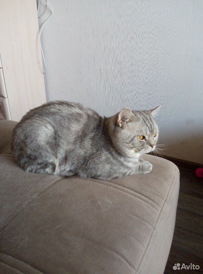 Шотландская. Кот для вязки