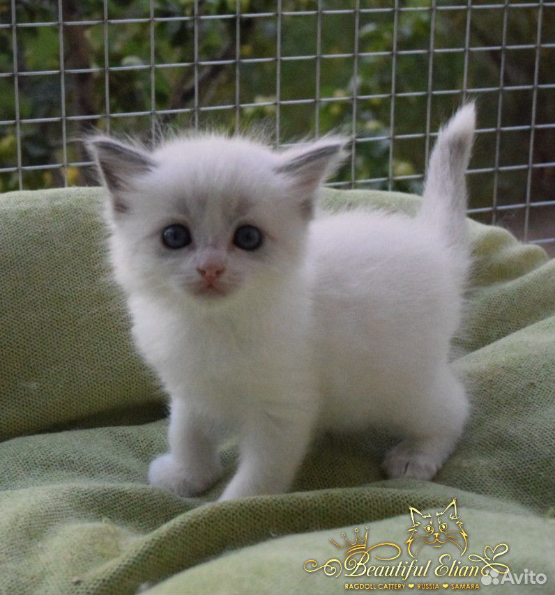 Котенок рэгдолл