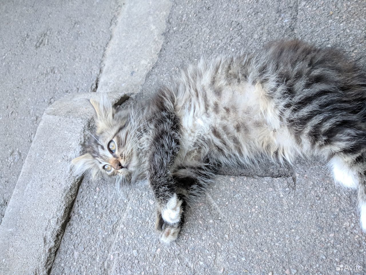 Котёнок девочка(подкидышь)