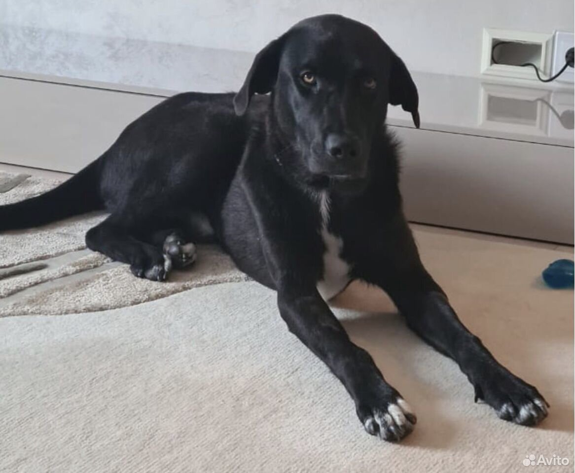 Замечательная собака в добрые руки