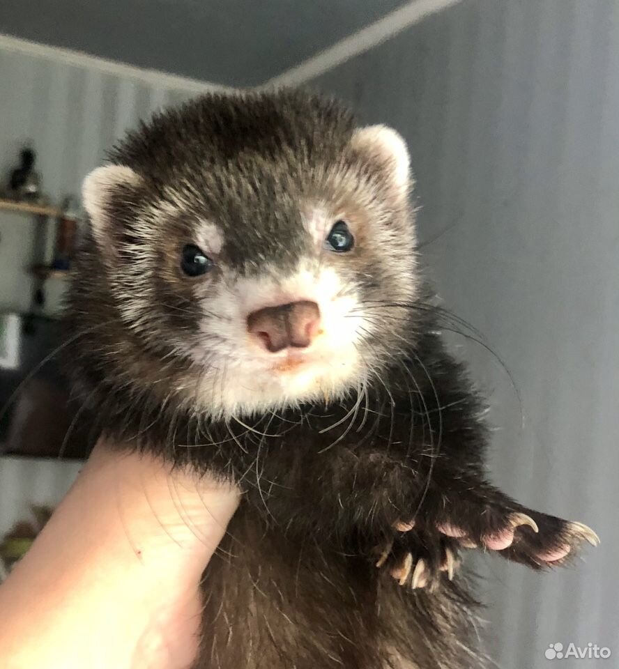 Клубный хорёк Яромир