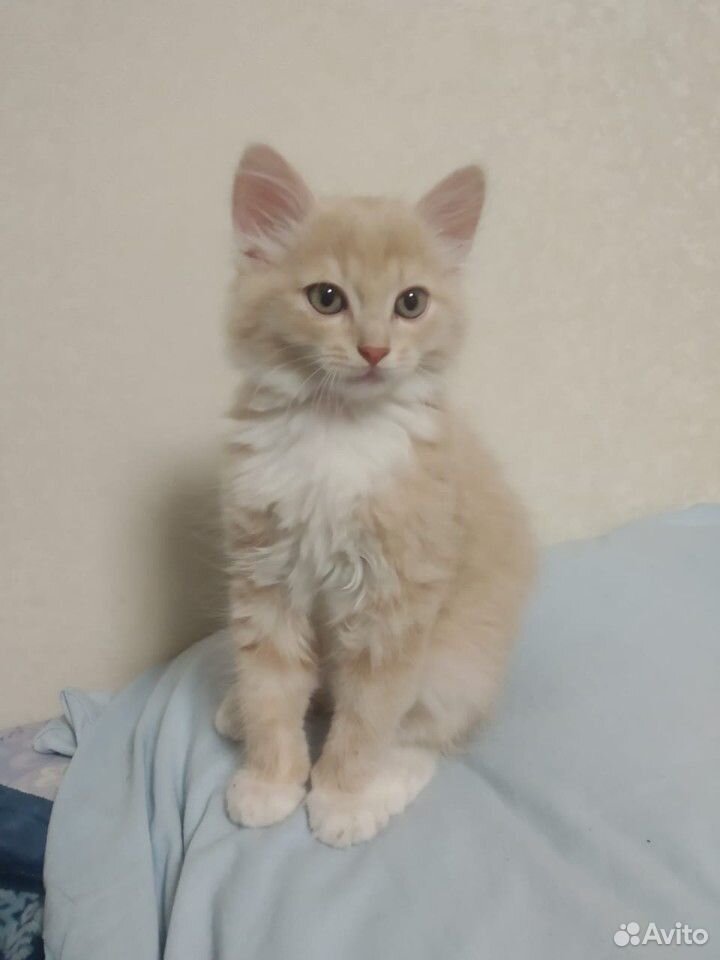 Котик. Мальчик. 2.5месяцев. Активный, любознательн
