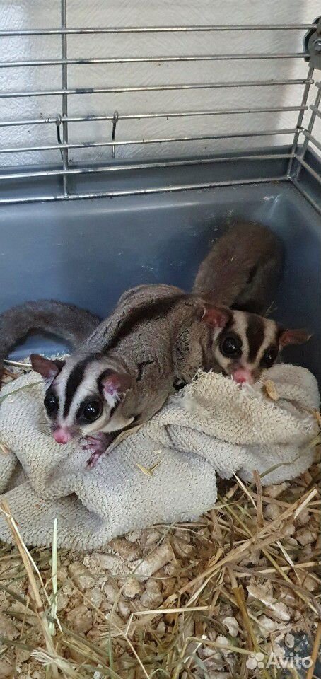 Белки летяги