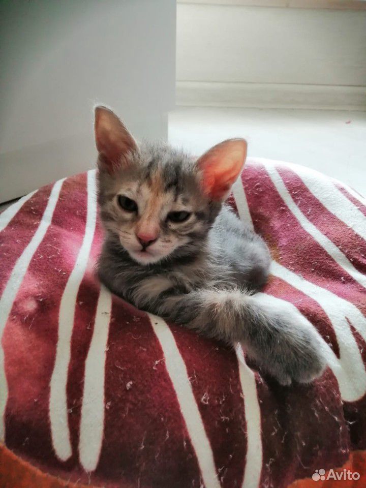 Котята на радость