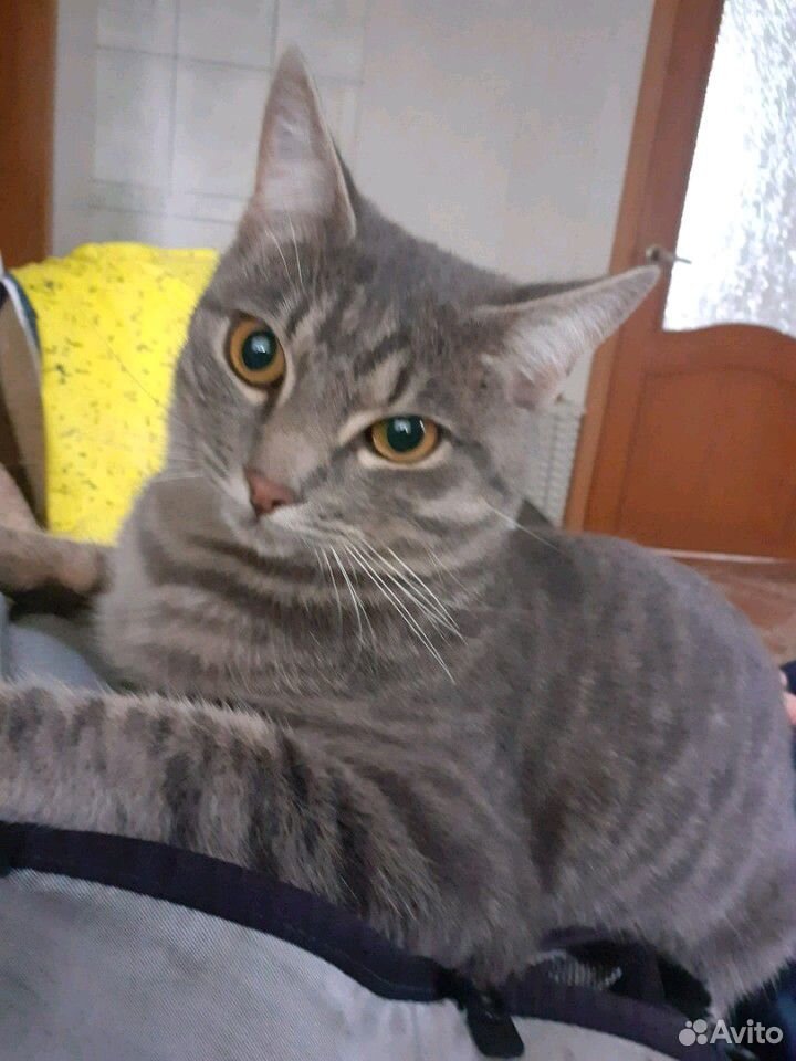 Котик молоденький Жорик (Кеша)