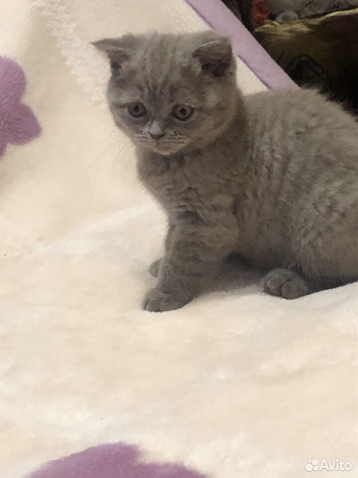 Британки (Красотки)