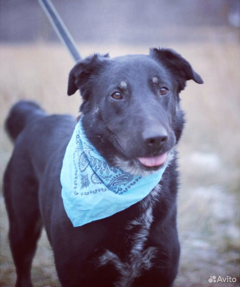 Молодой великан Фроди в добрые руки