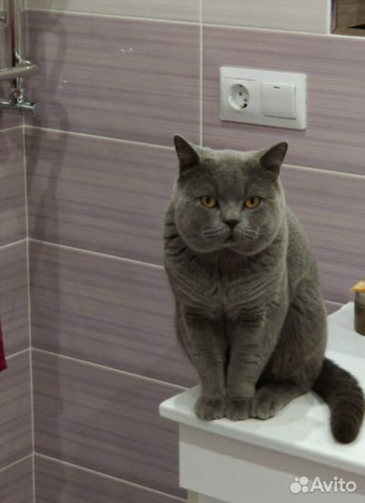 Приглашаем невест для вязки