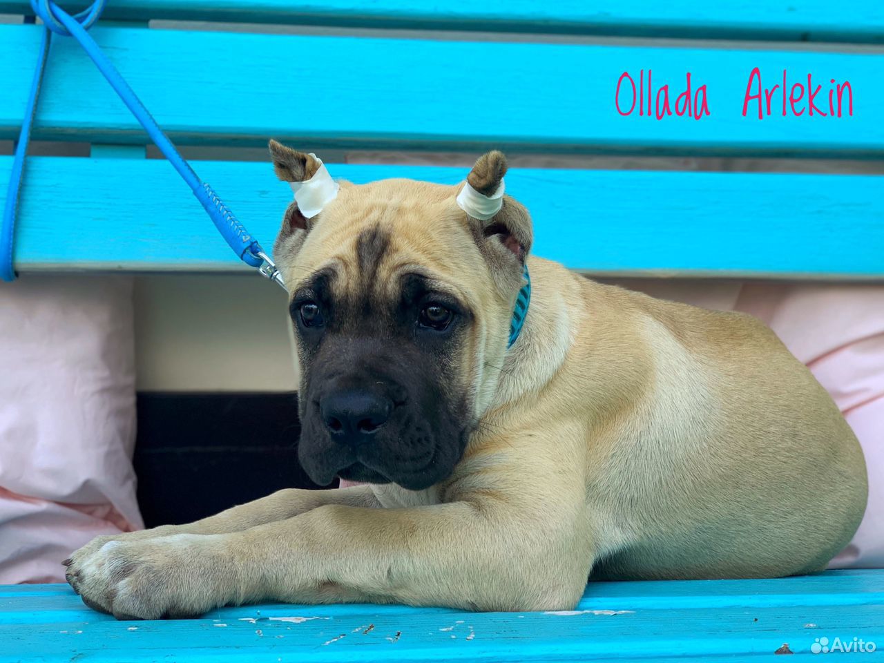 Кане Корсо прекрасный рыжик