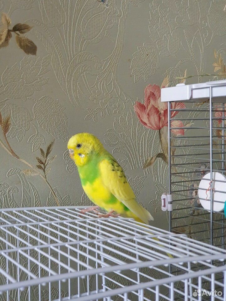 Попугай волнистый самочка