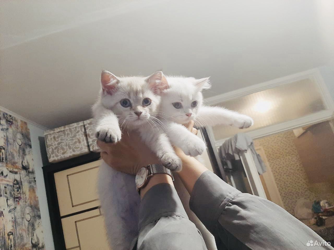 Британские голубоглазые котята