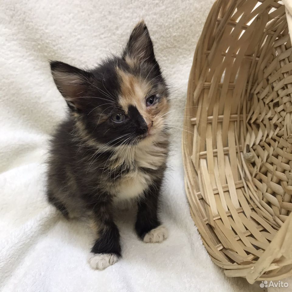 Гусля котёнок девочка 2 месяца