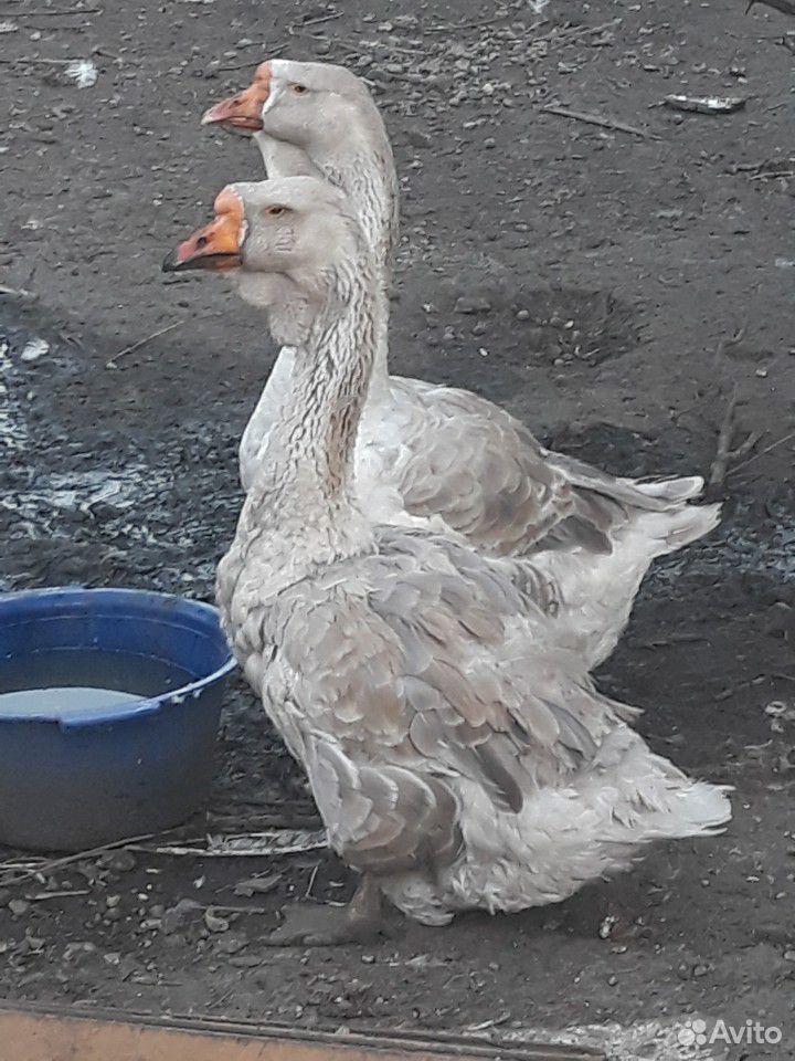 Гуси Холмогоры