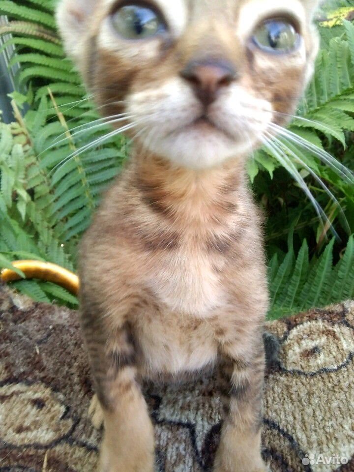 Кошка