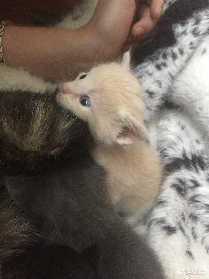 Милейшие создания