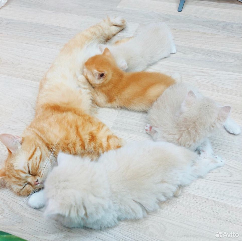 Британские котята