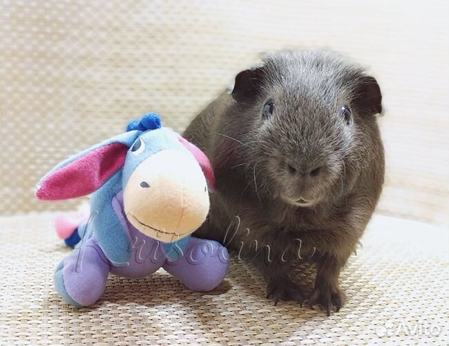 Свинка морская селф самец окраса блю