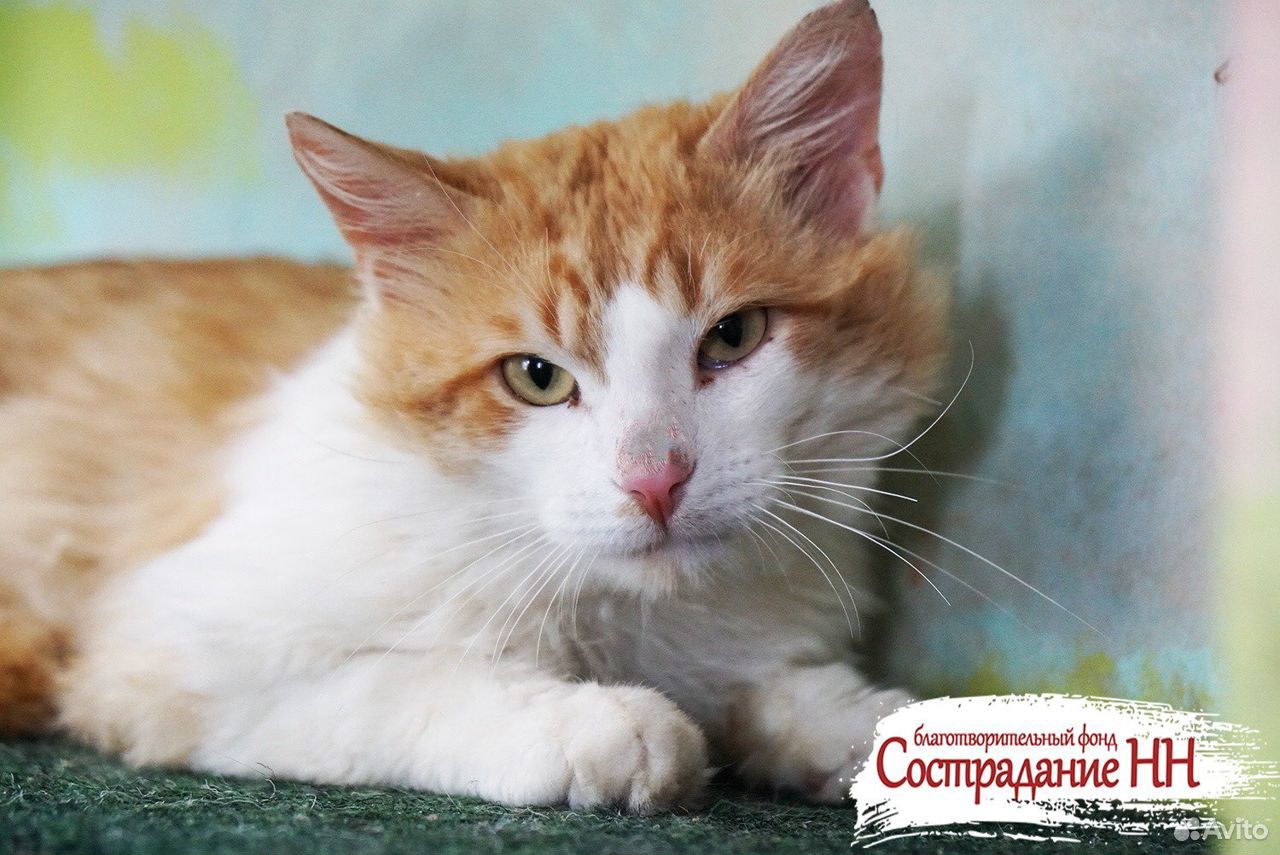 Котик в добрые руки