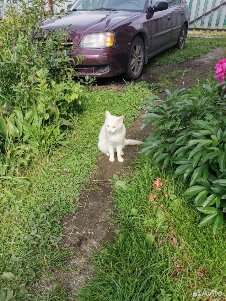 Кот альбинос