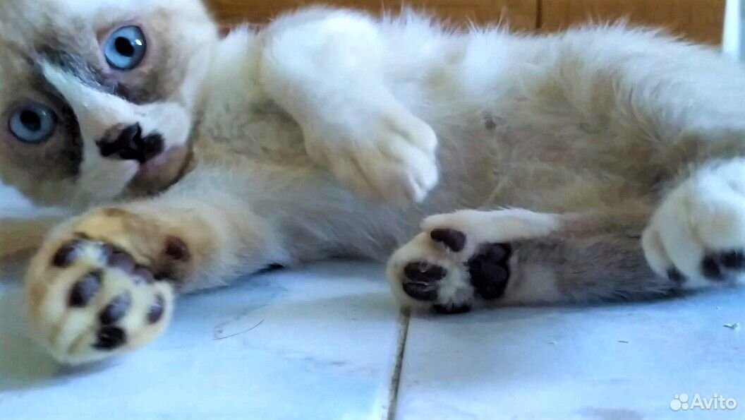 Котенок пушистик бамбинчик