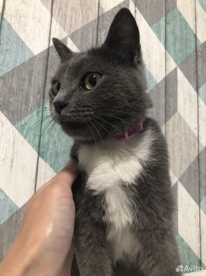 Кто потерял кошечку