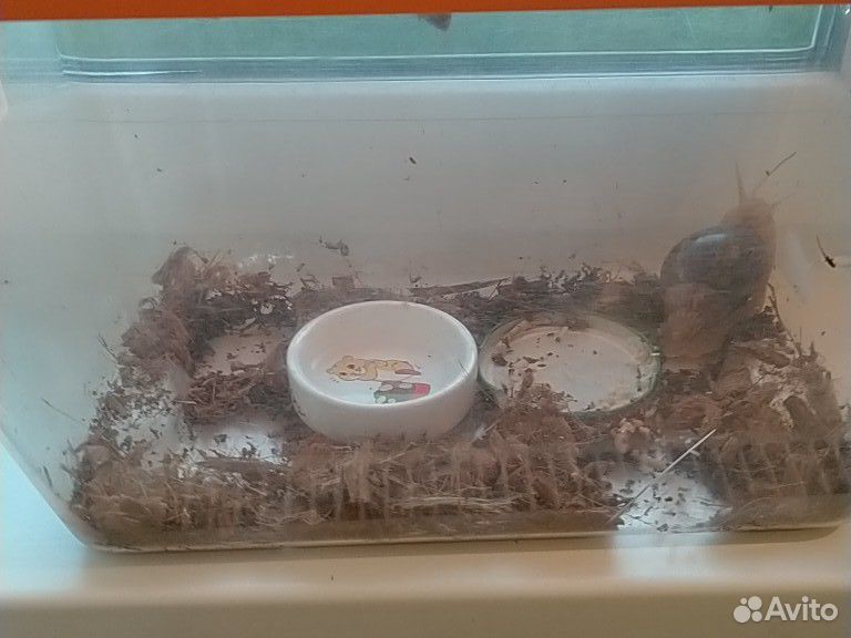 Отдадим улиток