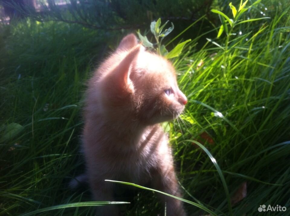 Милые котята от ласковой кошки