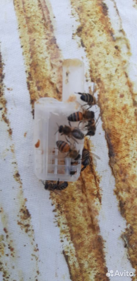 Матки среднерусской пчелы