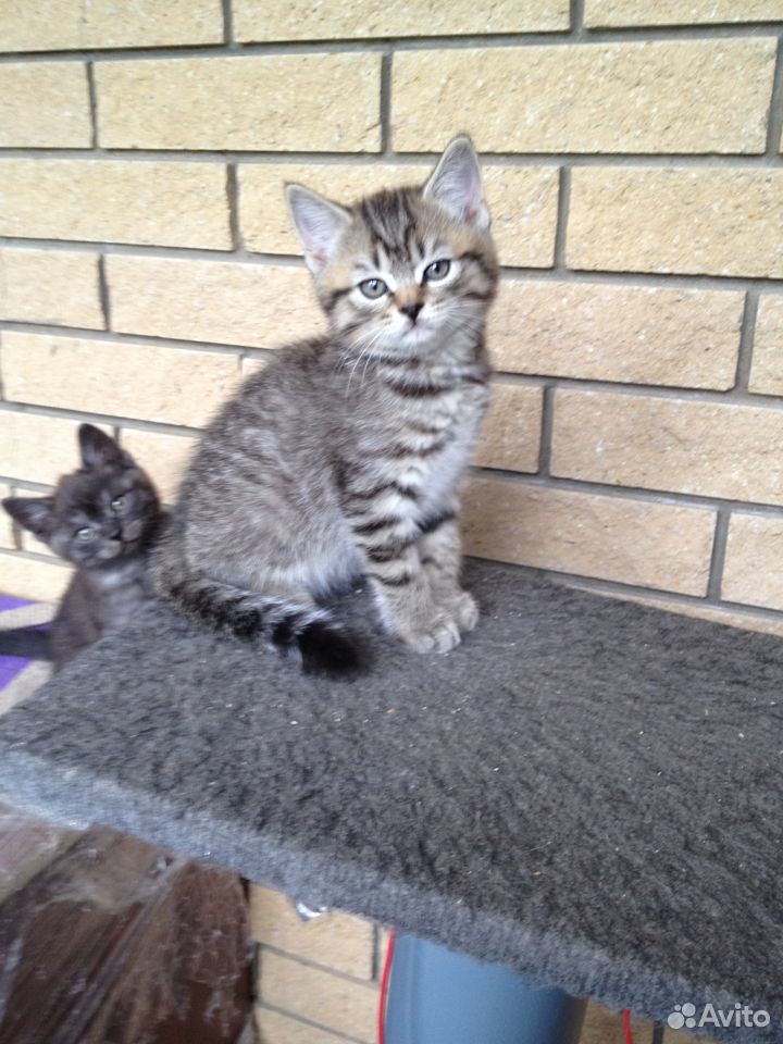 Котята полубританцы