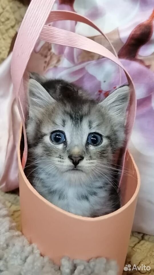 Котёнок Тигра ) девочка 1 месяц ищет дом