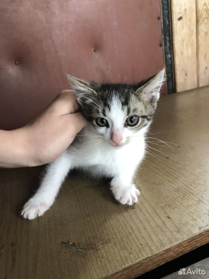 Котята