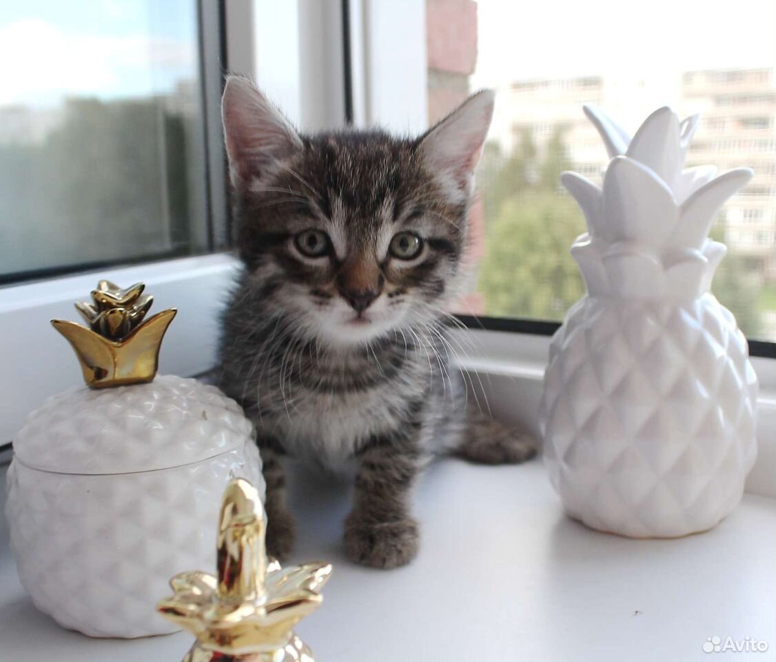 Котенок с коротким хвостиком