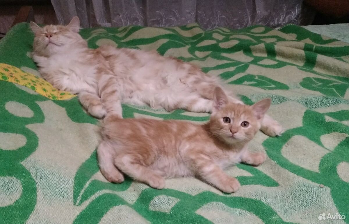 Котята курильский бобтейл