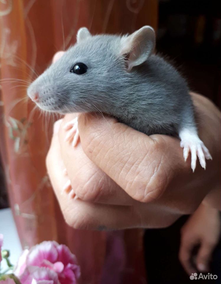 Крыса Дамбо