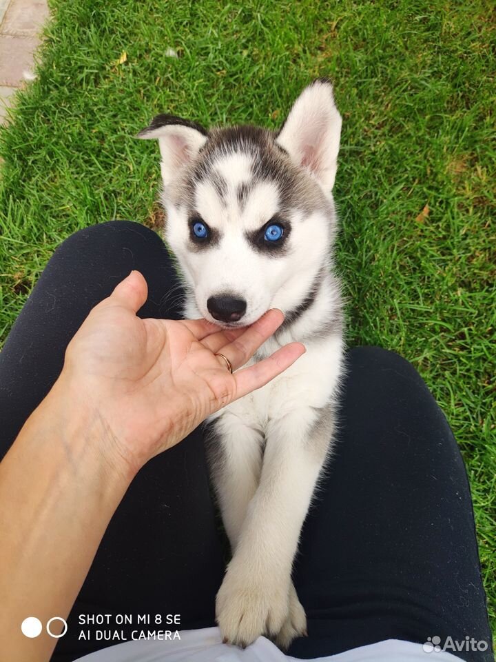 Щенки Сибирской Хаски