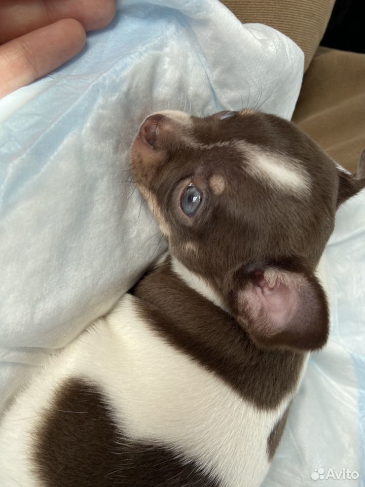 Щенок чихуахуа девочка