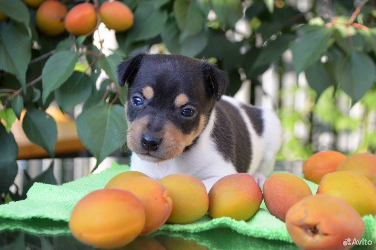 Мальчик той-фокс триколор