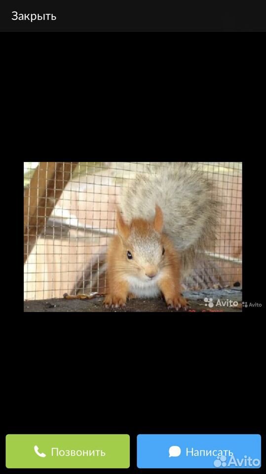 Белка лесная