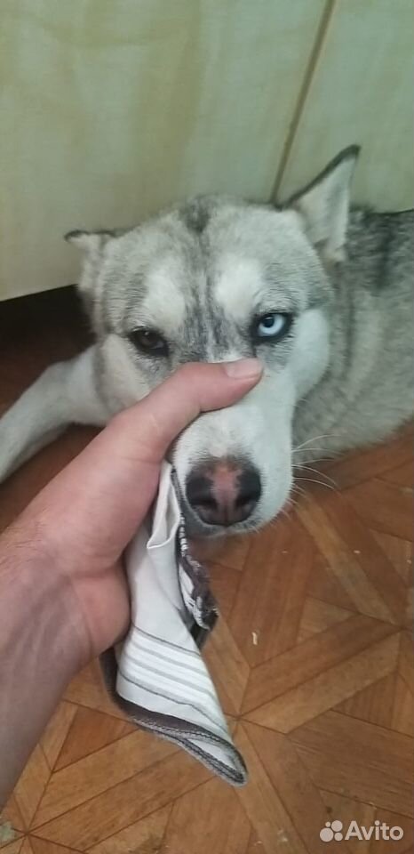 Найдена собака на проспекте Металлургов. 3 дня бег