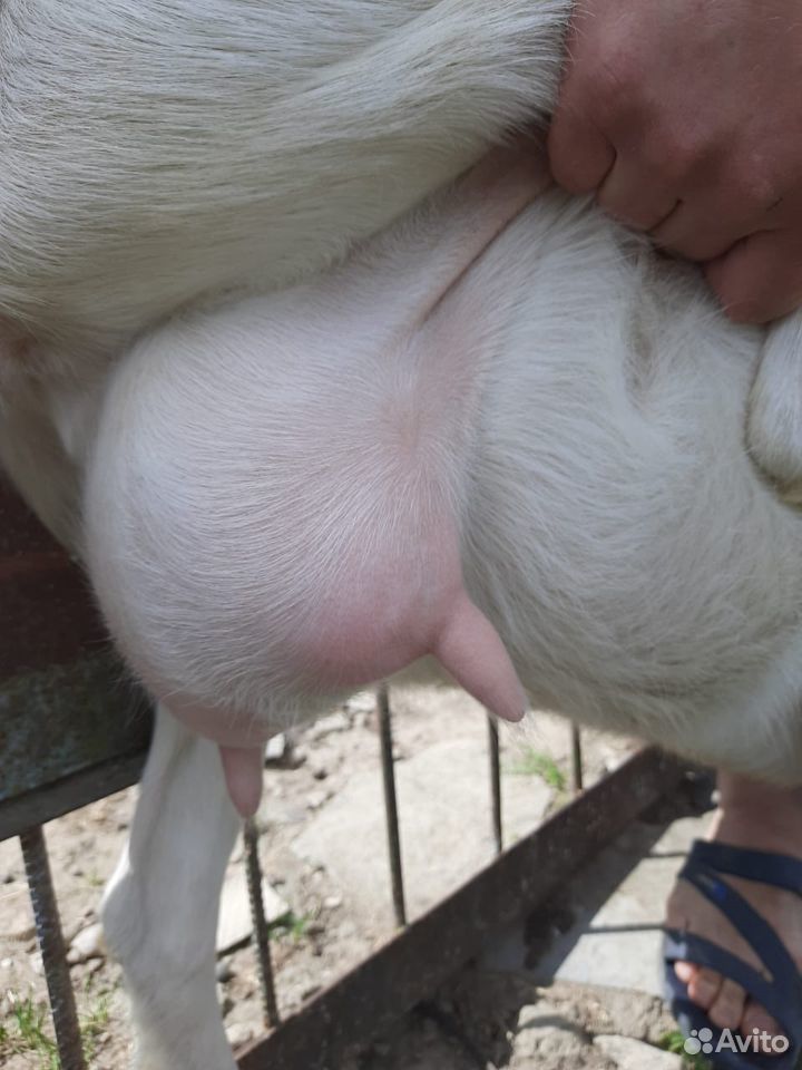 Молодая козочка