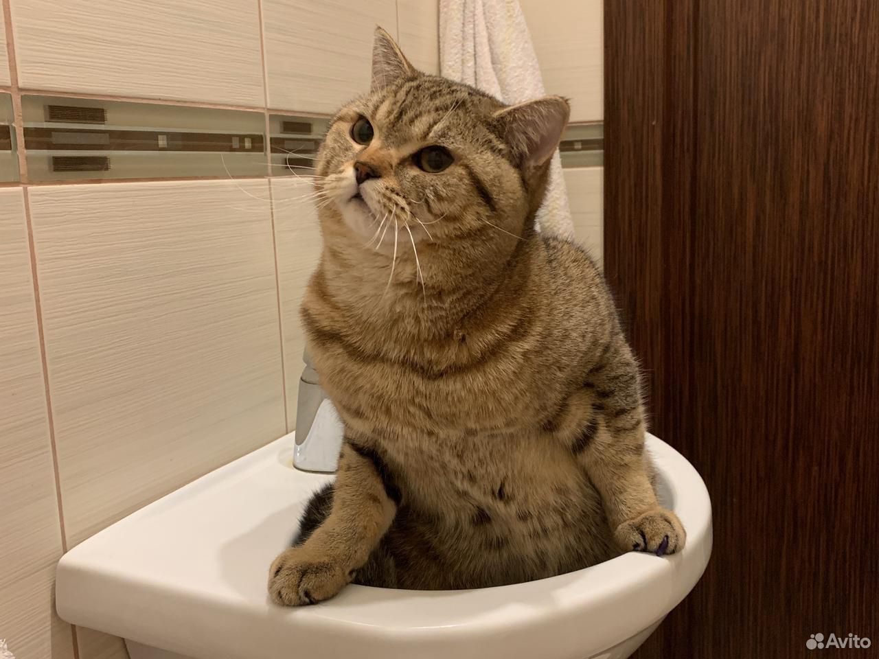 Шатланский котенок