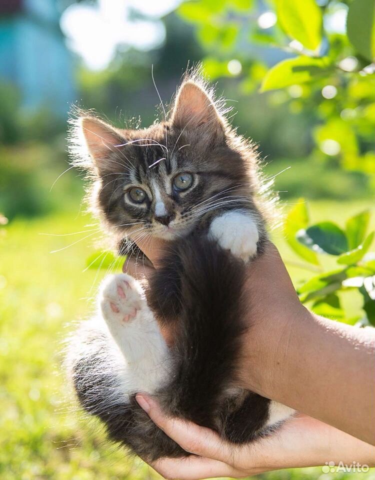 Котенок Фани