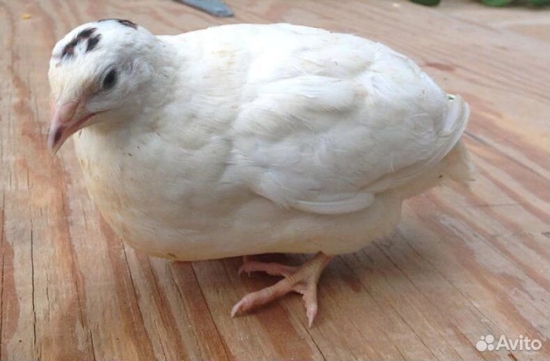 Перепела месячные