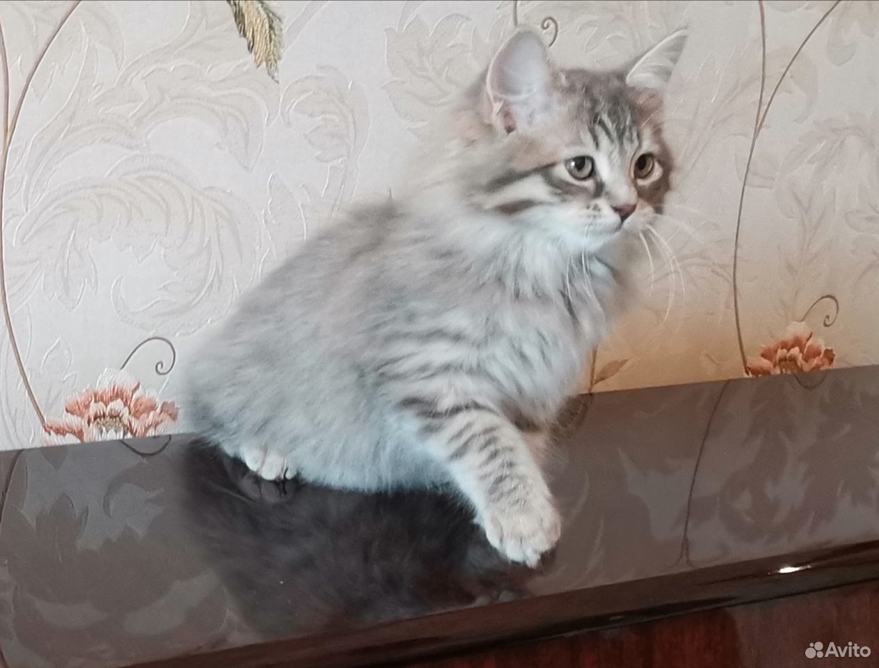 Сибирские котята