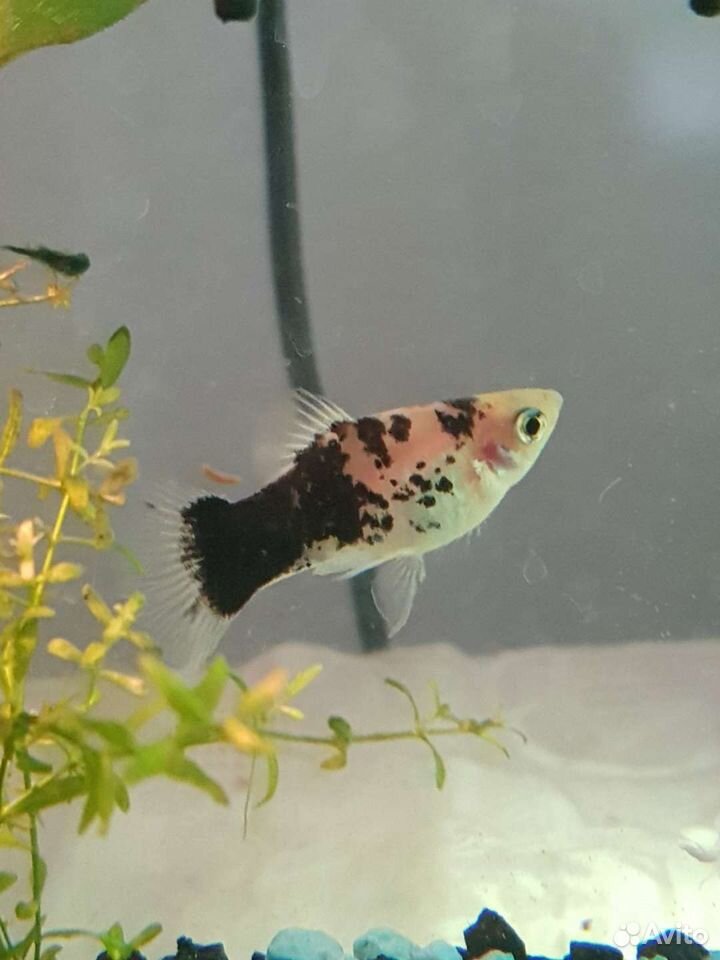 Рыбка пецилия