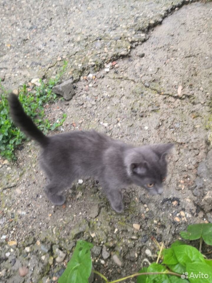 Маленькая красавица