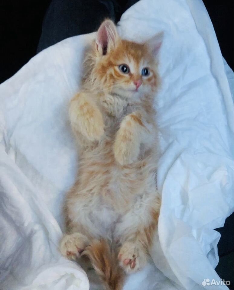 Кошка