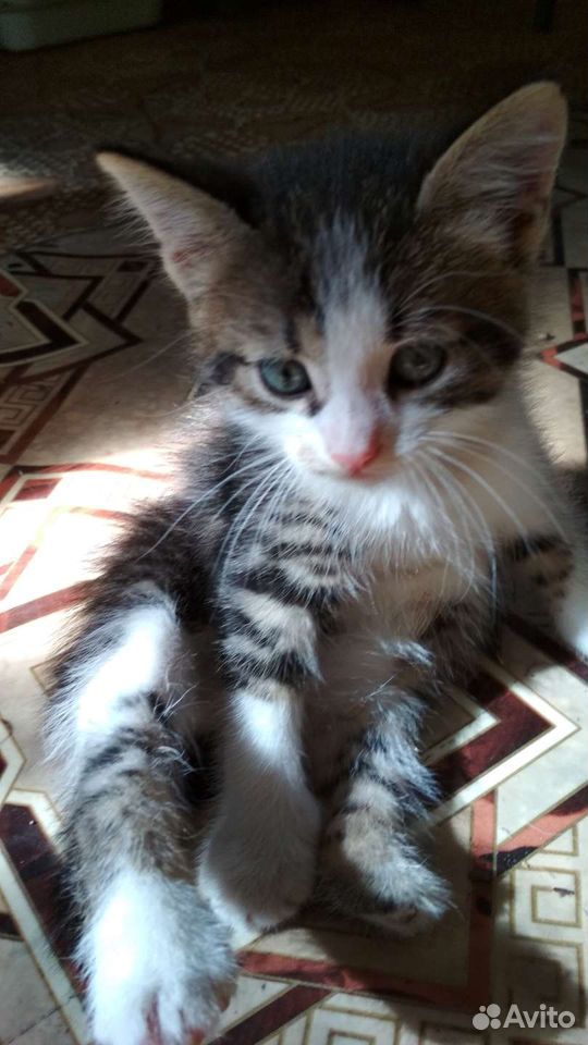 Котенок